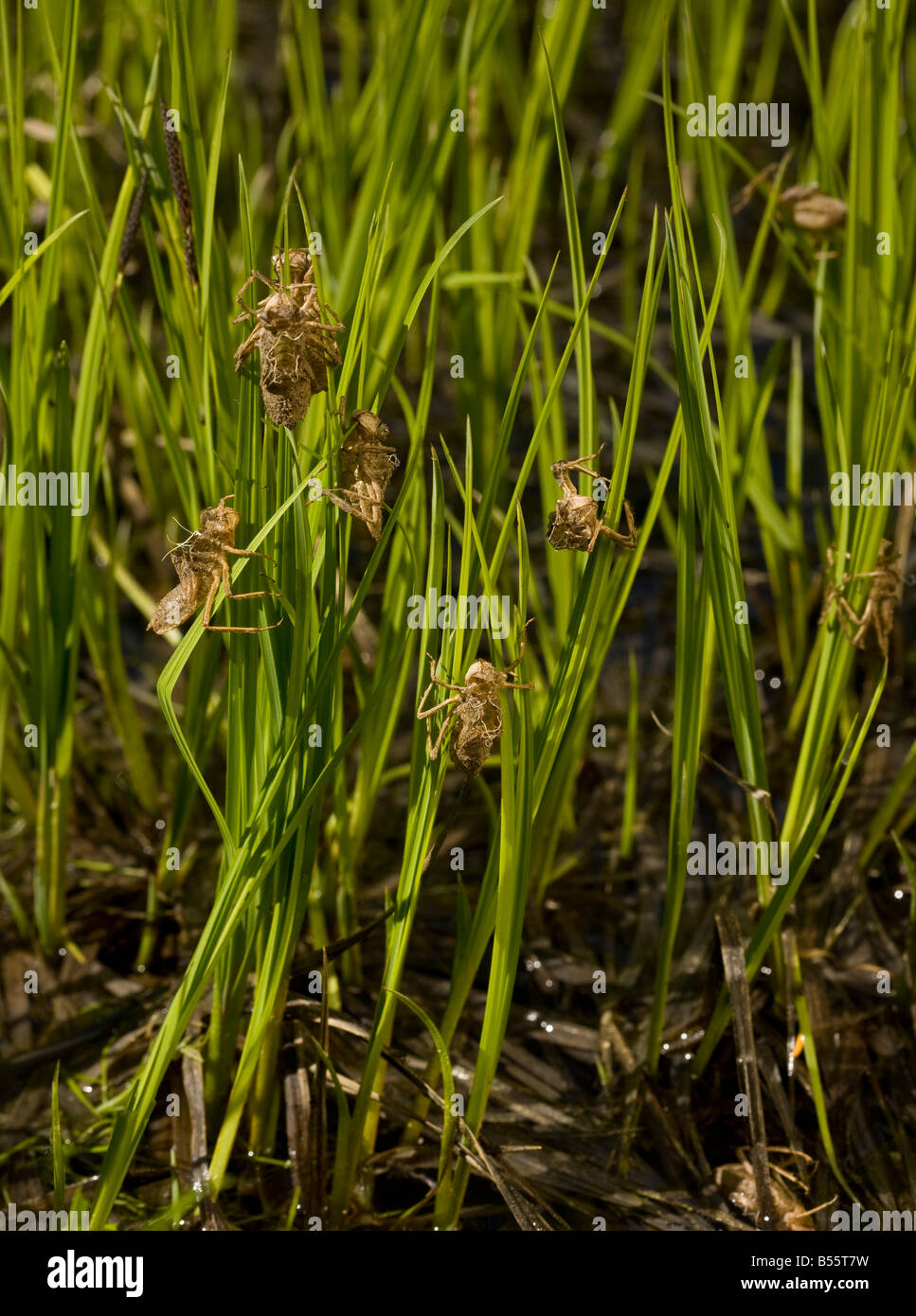 Nymphal hi-res stock photography and images - Alamy