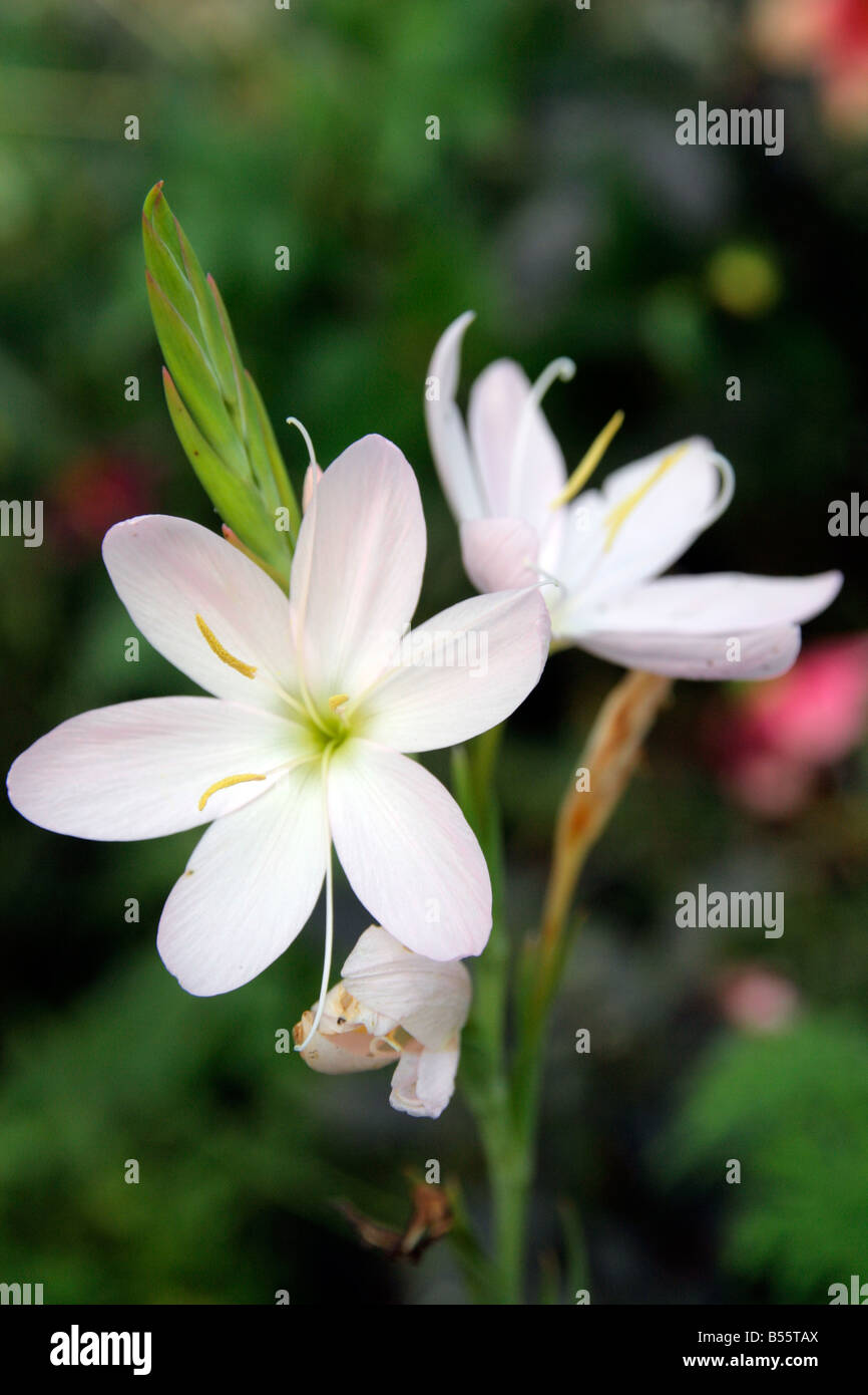 Princess lily hi-res stock photography and images - Alamy