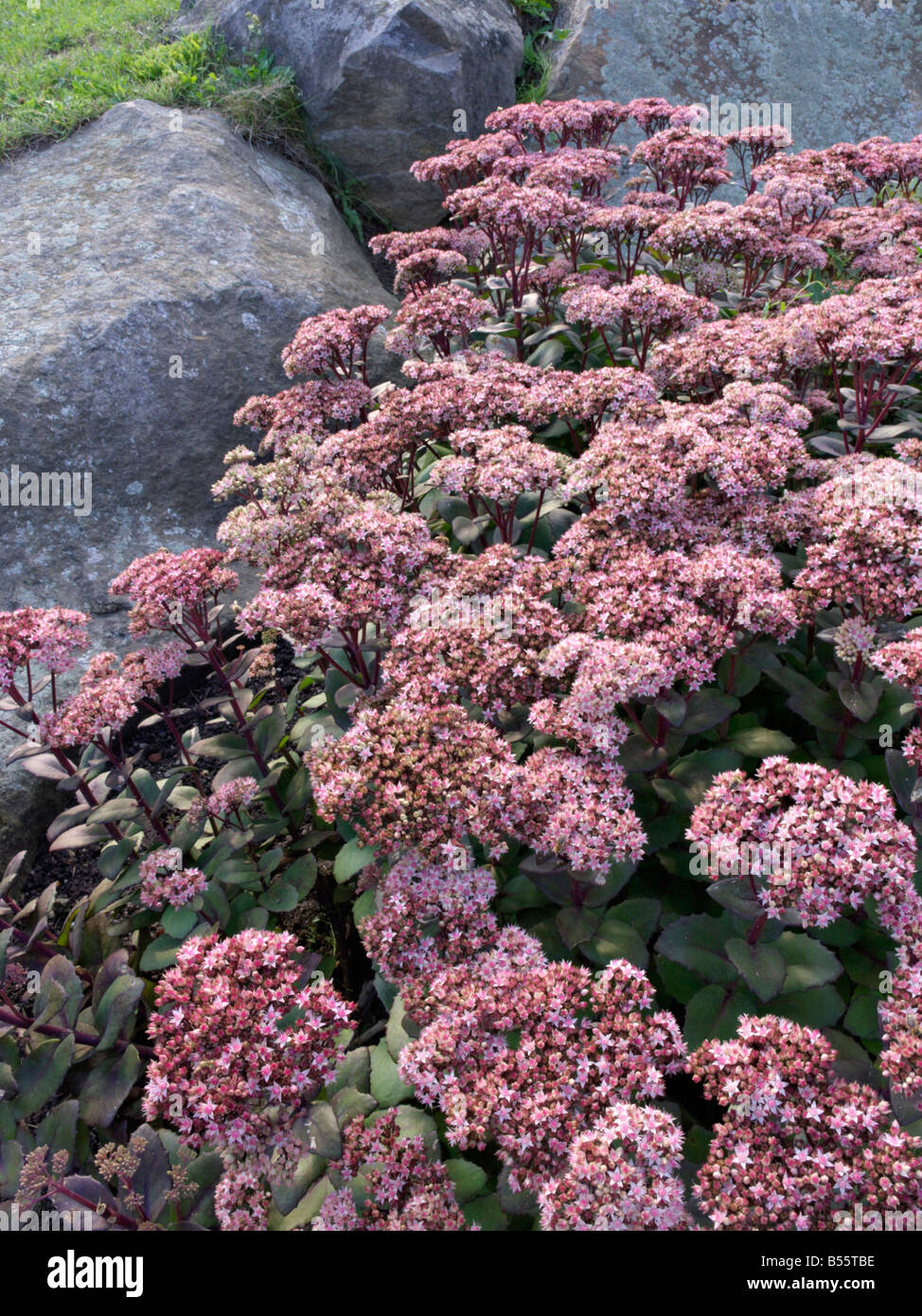Orpine (Sedum telephium syn. Hylotelephium telephium Stock Photo - Alamy