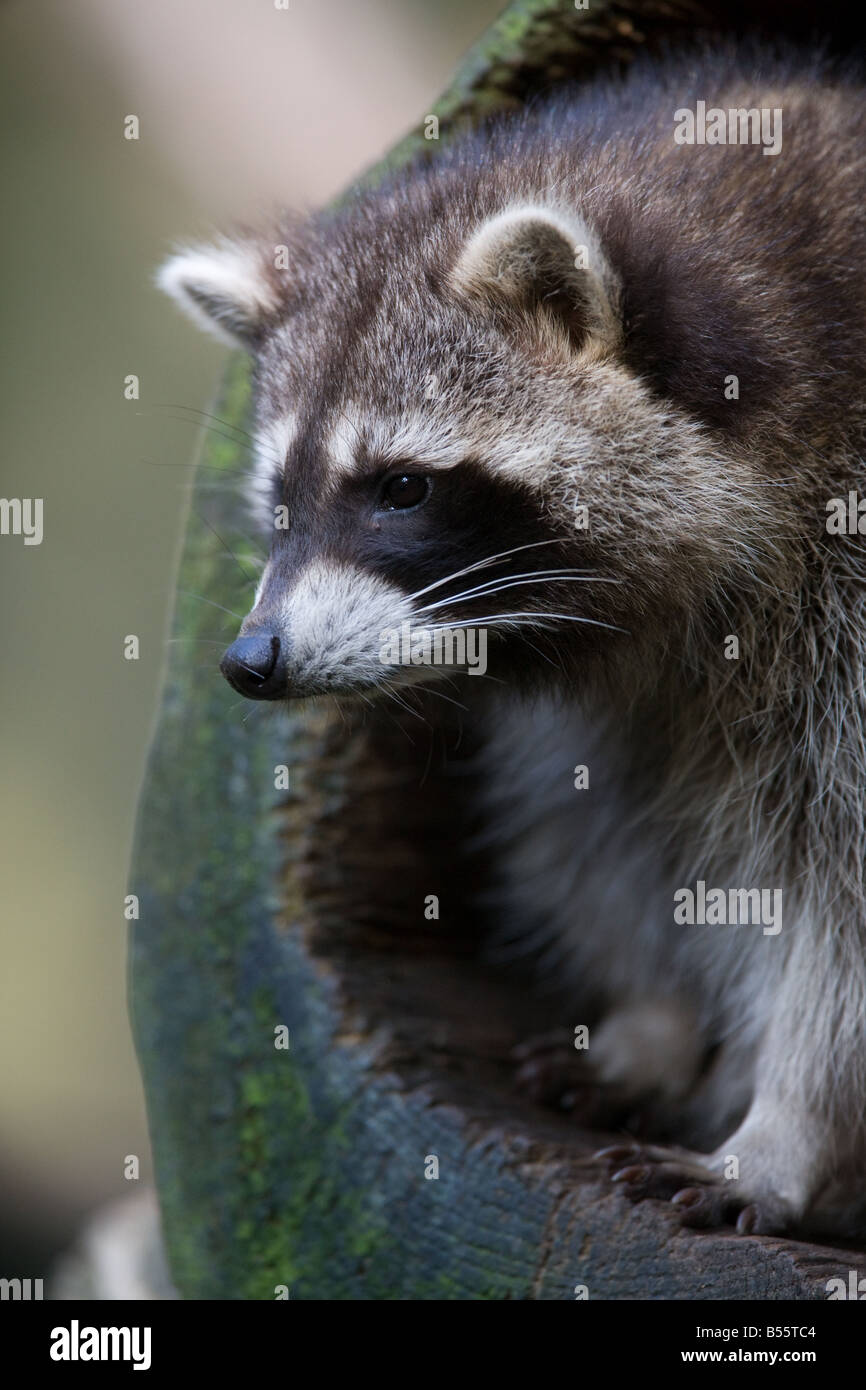Common raccoon - Procyon lotor Stock Photo - Alamy