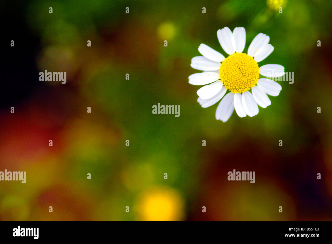 Mayweed flowers hi-res stock photography and images - Alamy