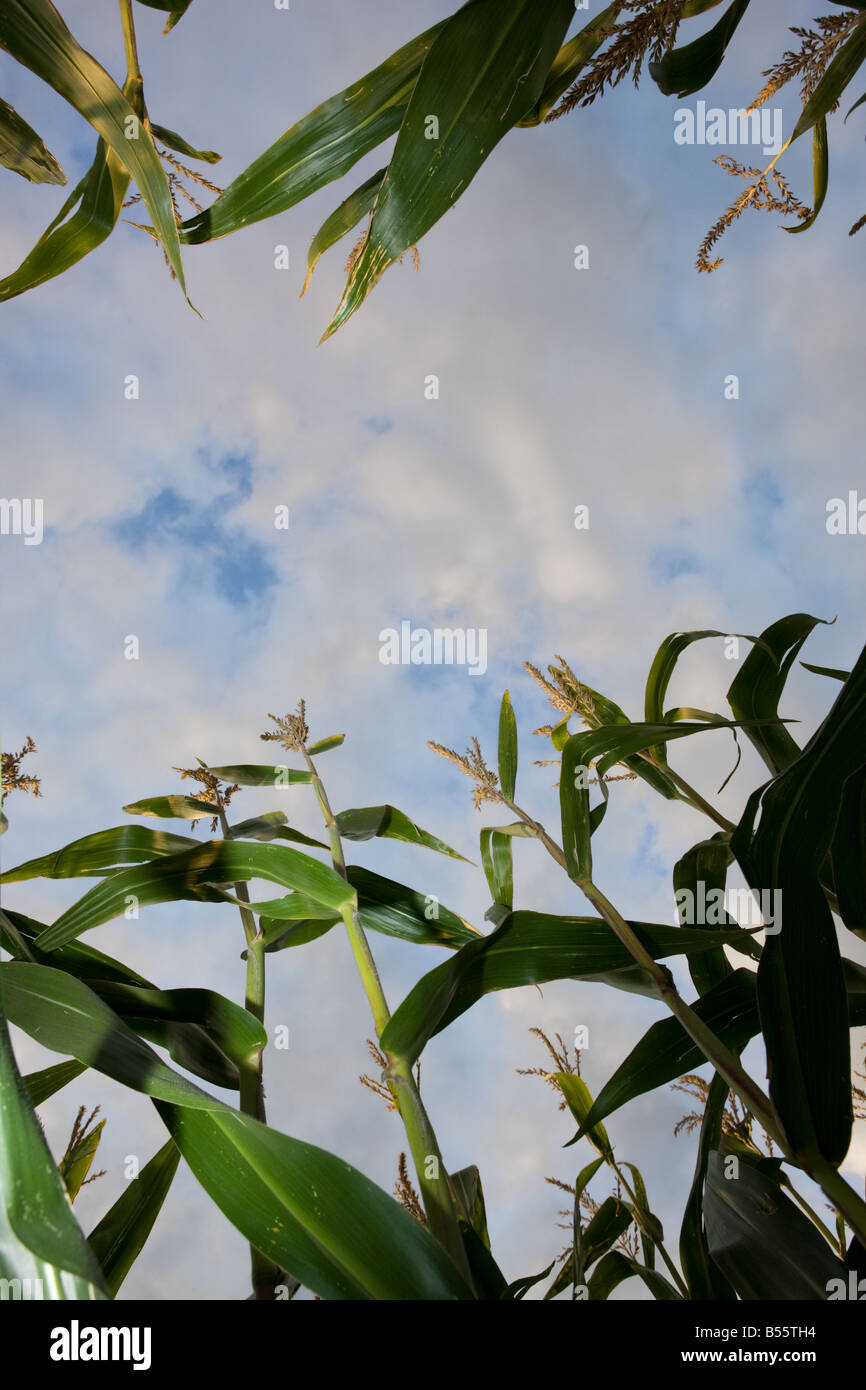 Mais plant hi-res stock photography and images - Alamy