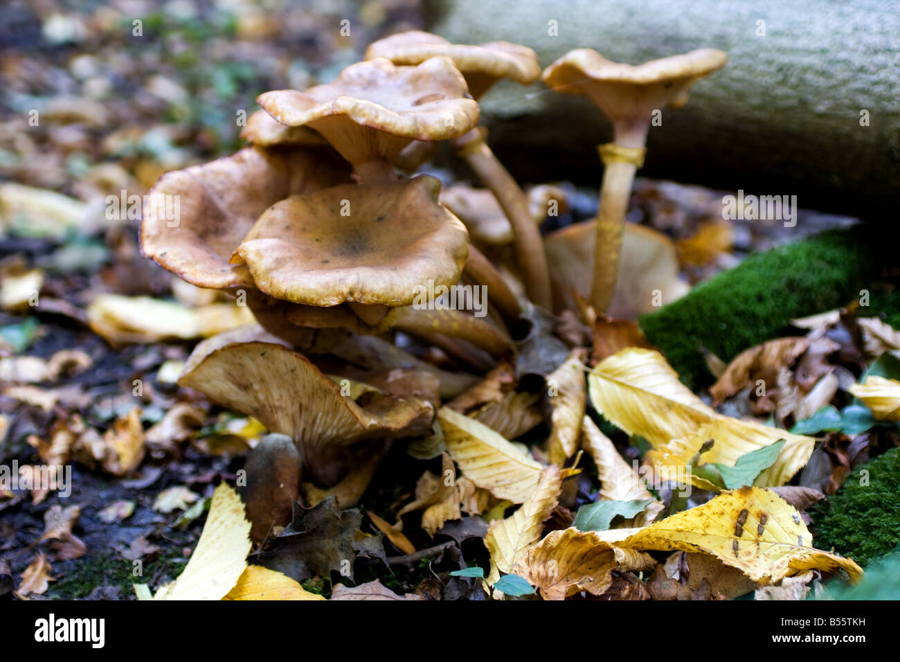 A photograph of some toadstools in a woodland setting Stock Photo - Alamy