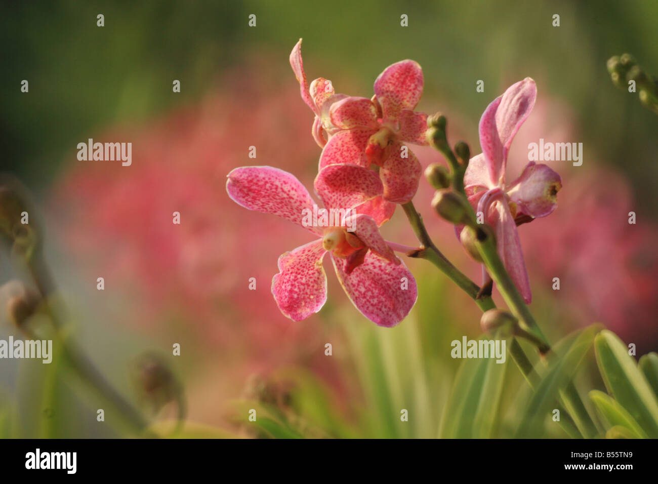 The bright and colorful orchids Stock Photo - Alamy