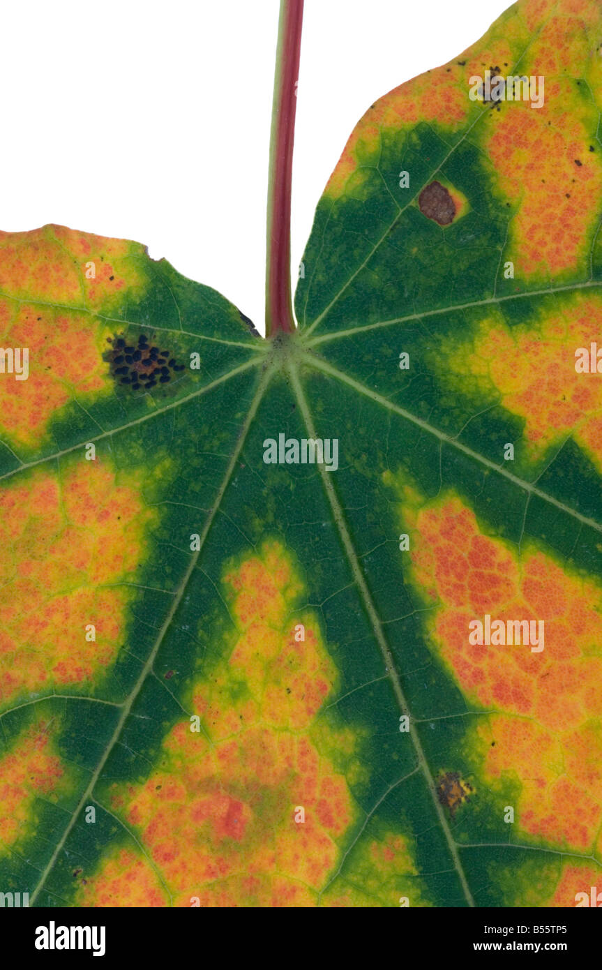 Cut leaf maple hi-res stock photography and images - Alamy