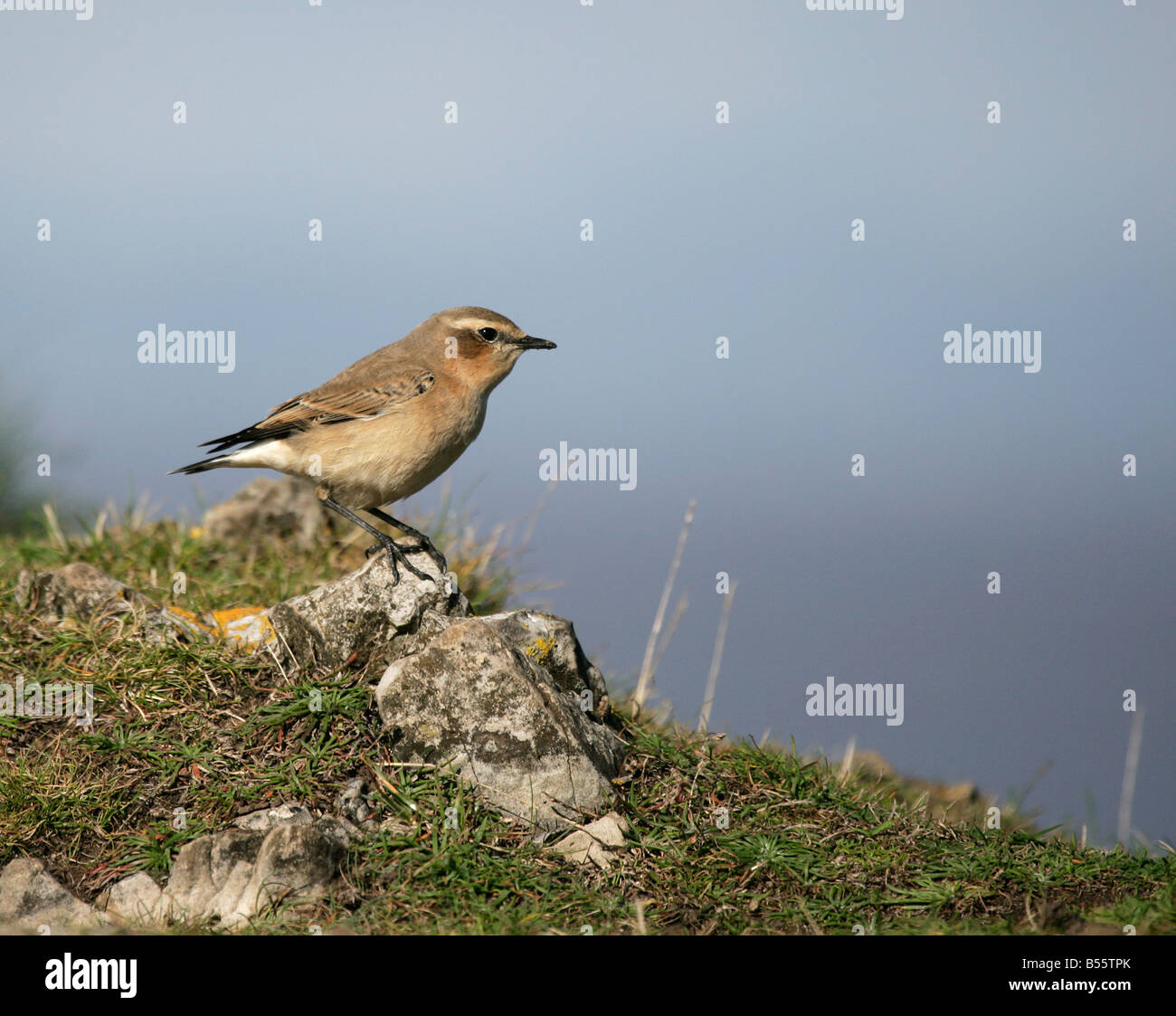 Wheatear species hi-res stock photography and images - Alamy
