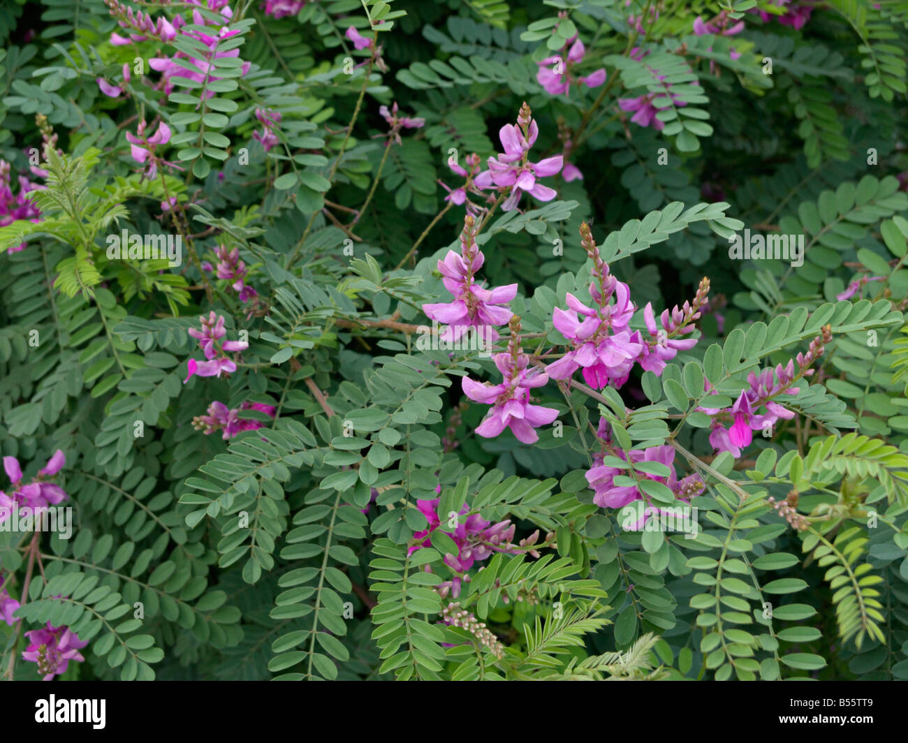 Indigofera tinctoria hi-res stock photography and images - Alamy