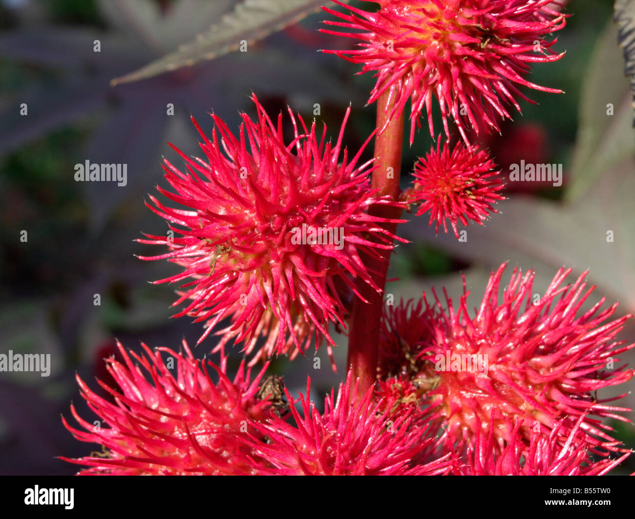 Castor oil plant (Ricinus communis Stock Photo - Alamy