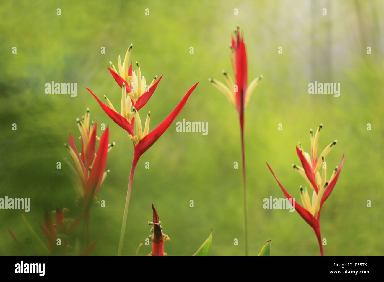 Red flower with unique design Stock Photo - Alamy
