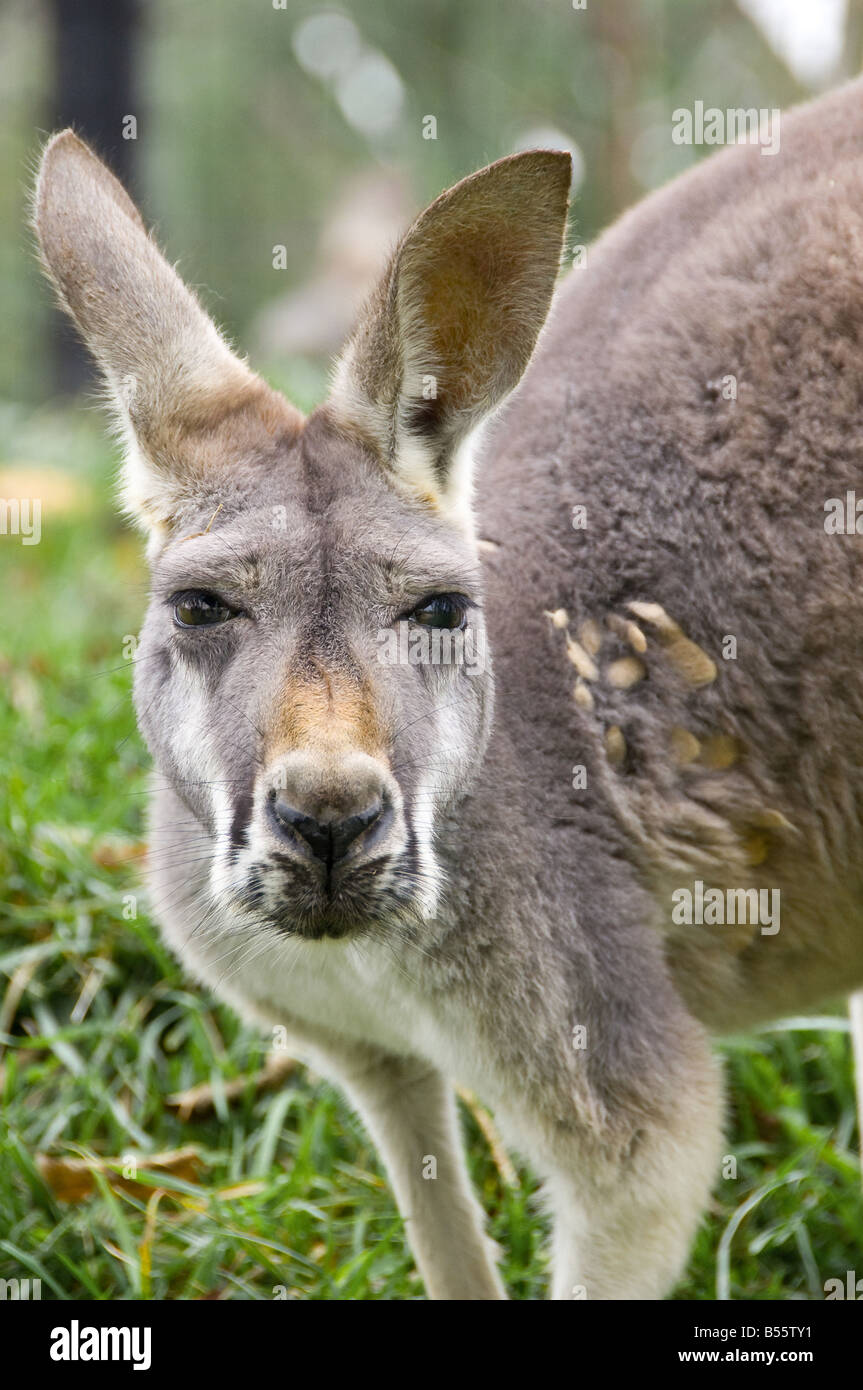 Kanga hi-res stock photography and images - Alamy