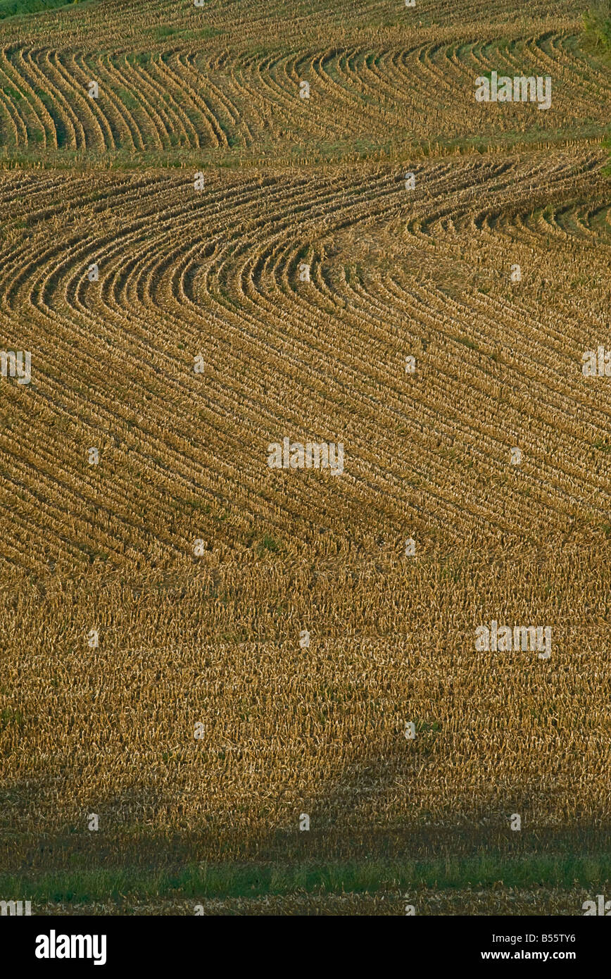 Reaped wheat field Stock Photo - Alamy