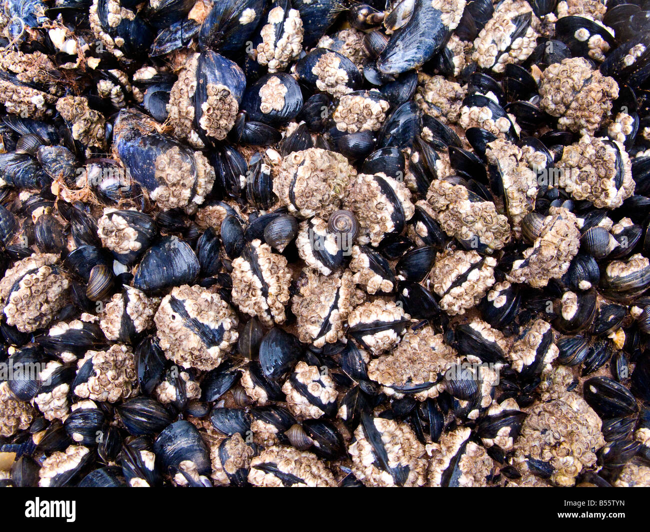 Rock pools animals hi-res stock photography and images - Alamy