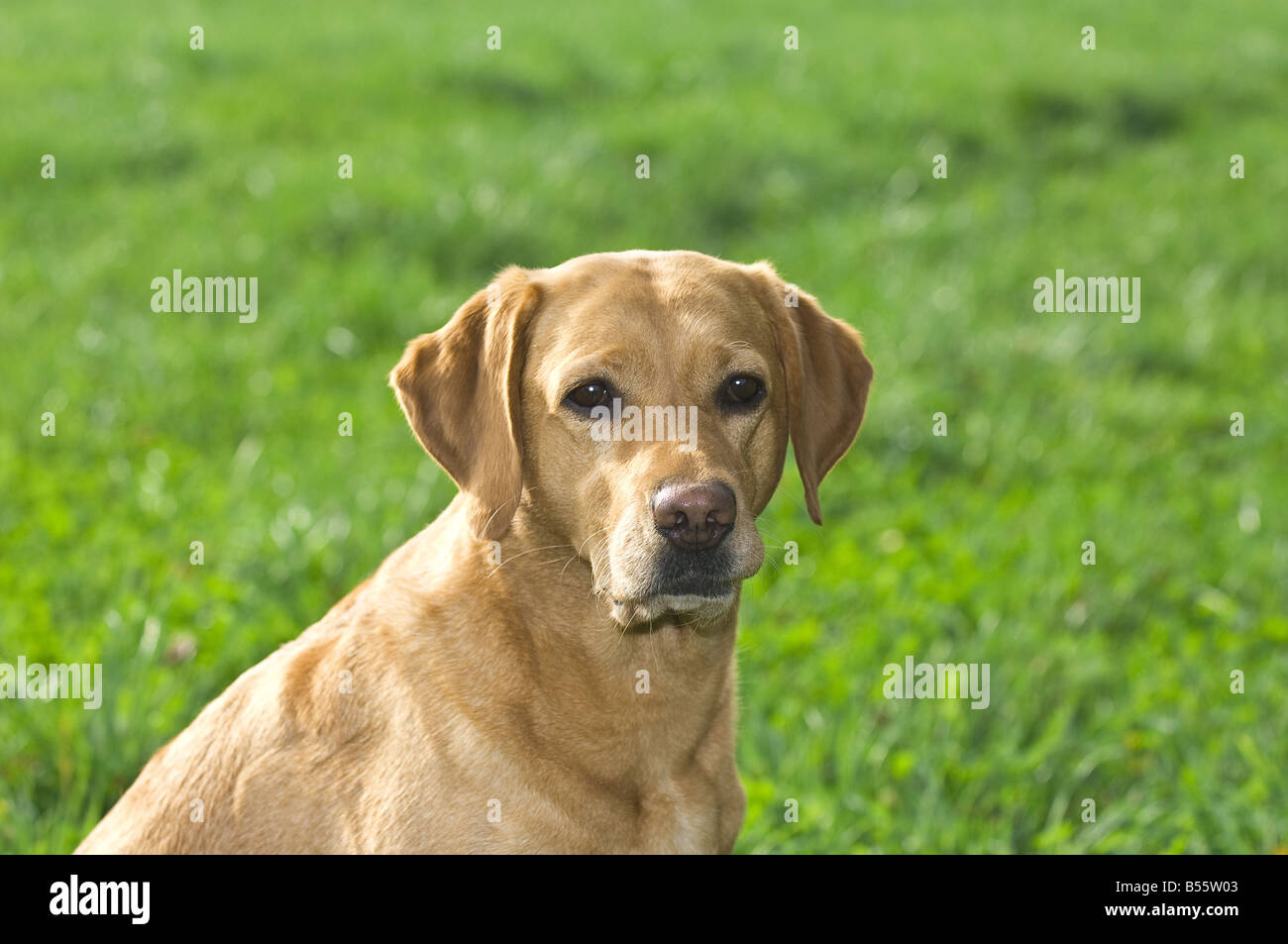Labrador Retriever - Portrait Stock Photo - Alamy