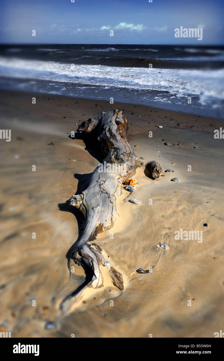 weathered wooden log buried in sand on beach at Covehithe Suffolk ...