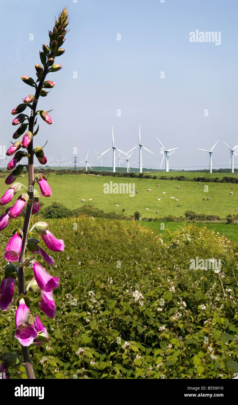 Llyn Alaw High Resolution Stock Photography and Images - Alamy