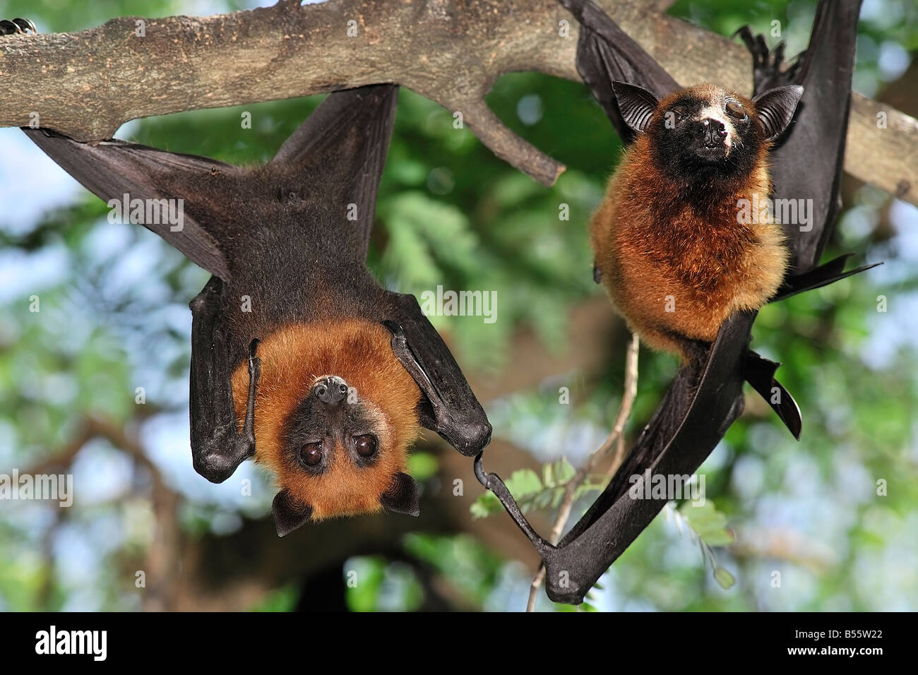Fruit bats hi-res stock photography and images - Alamy