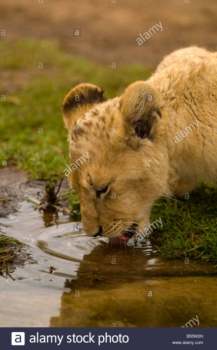Animals Lion Cub Elephant Stock Photos & Animals Lion Cub Elephant ...