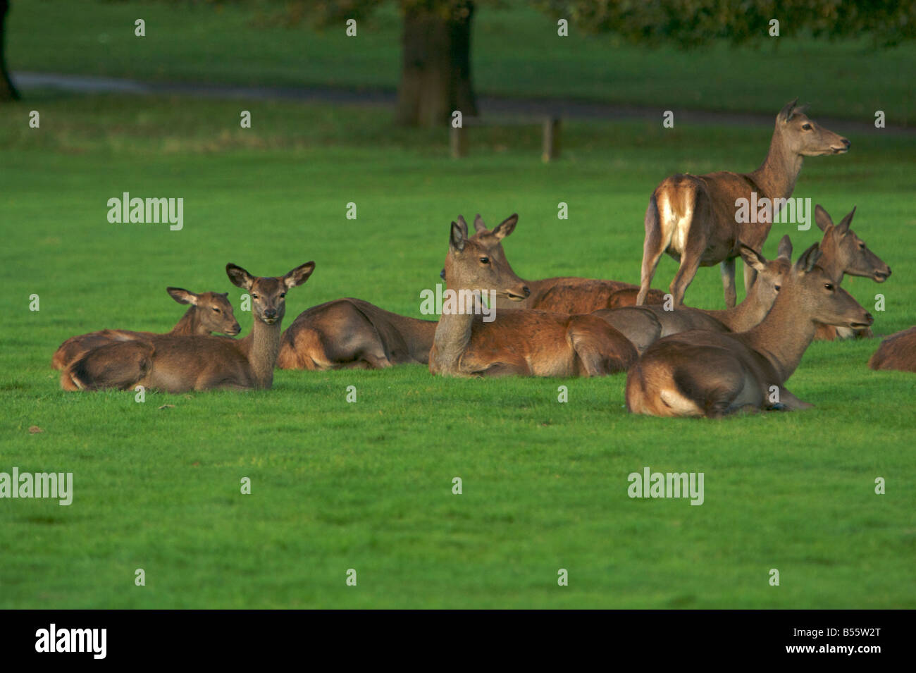 Red hinds hi-res stock photography and images - Alamy