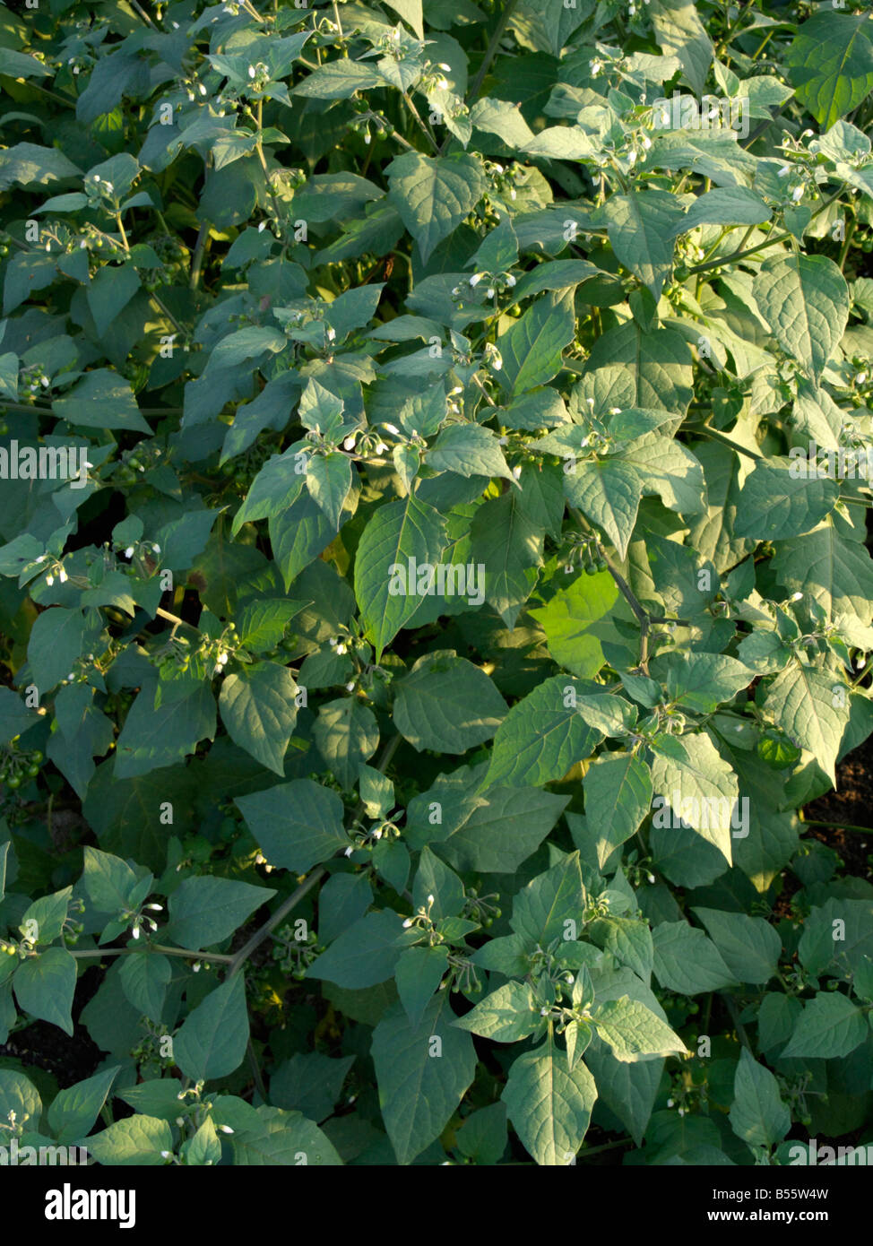 Black nightshade (Solanum nigrum Stock Photo - Alamy