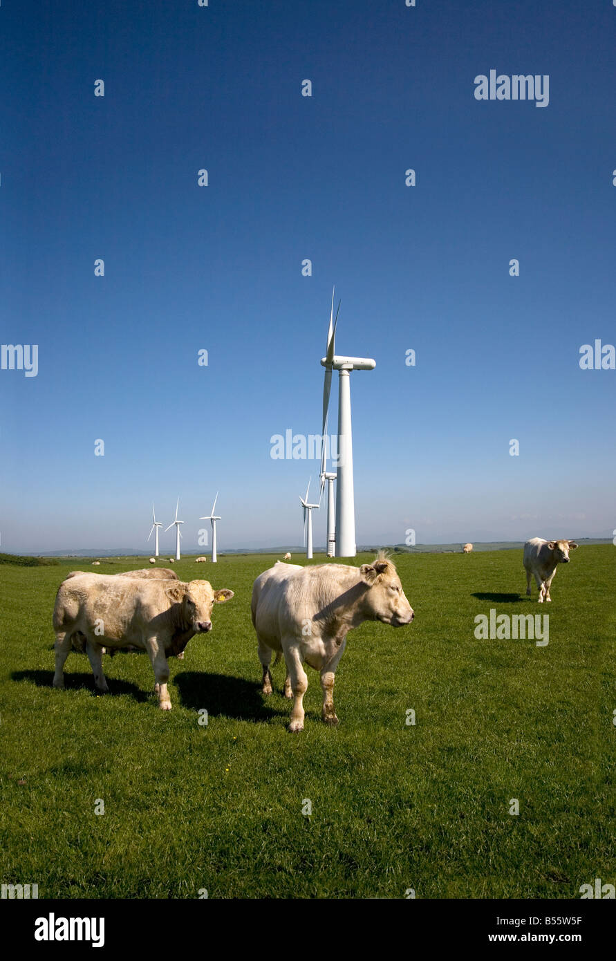 Llyn Alaw High Resolution Stock Photography and Images - Alamy