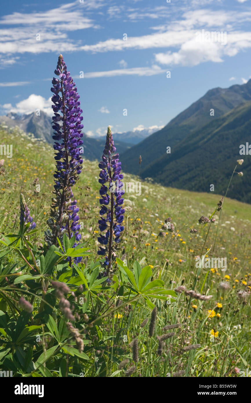 Wild flowers austria hi-res stock photography and images - Alamy