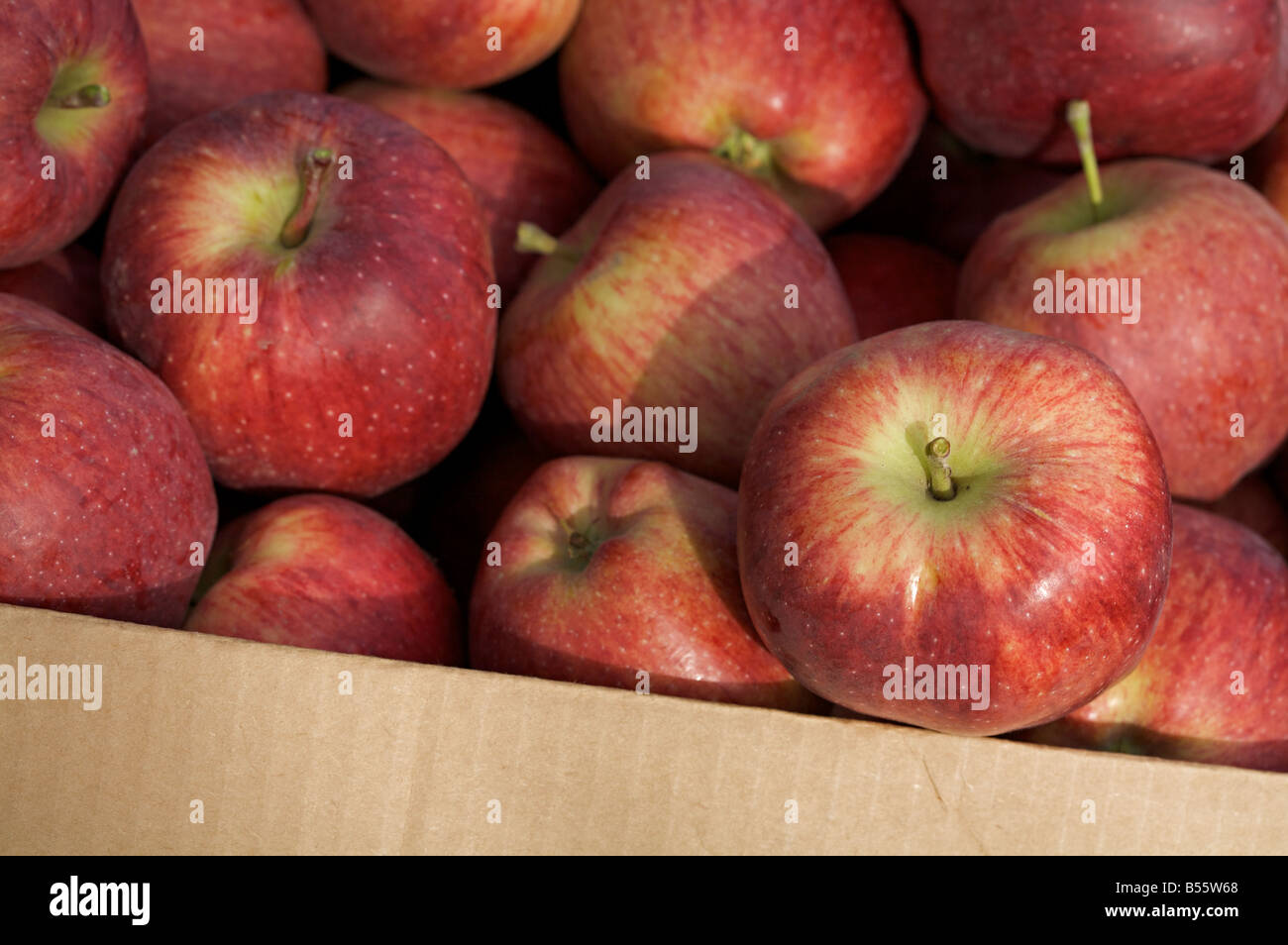 Red delicious apples in a box Stock Photo - Alamy
