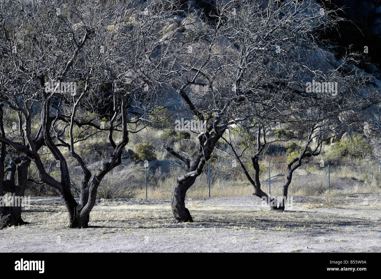 Bushes at Texas Canyon, I 10 between Tucson and Las Cruces Stock Photo ...