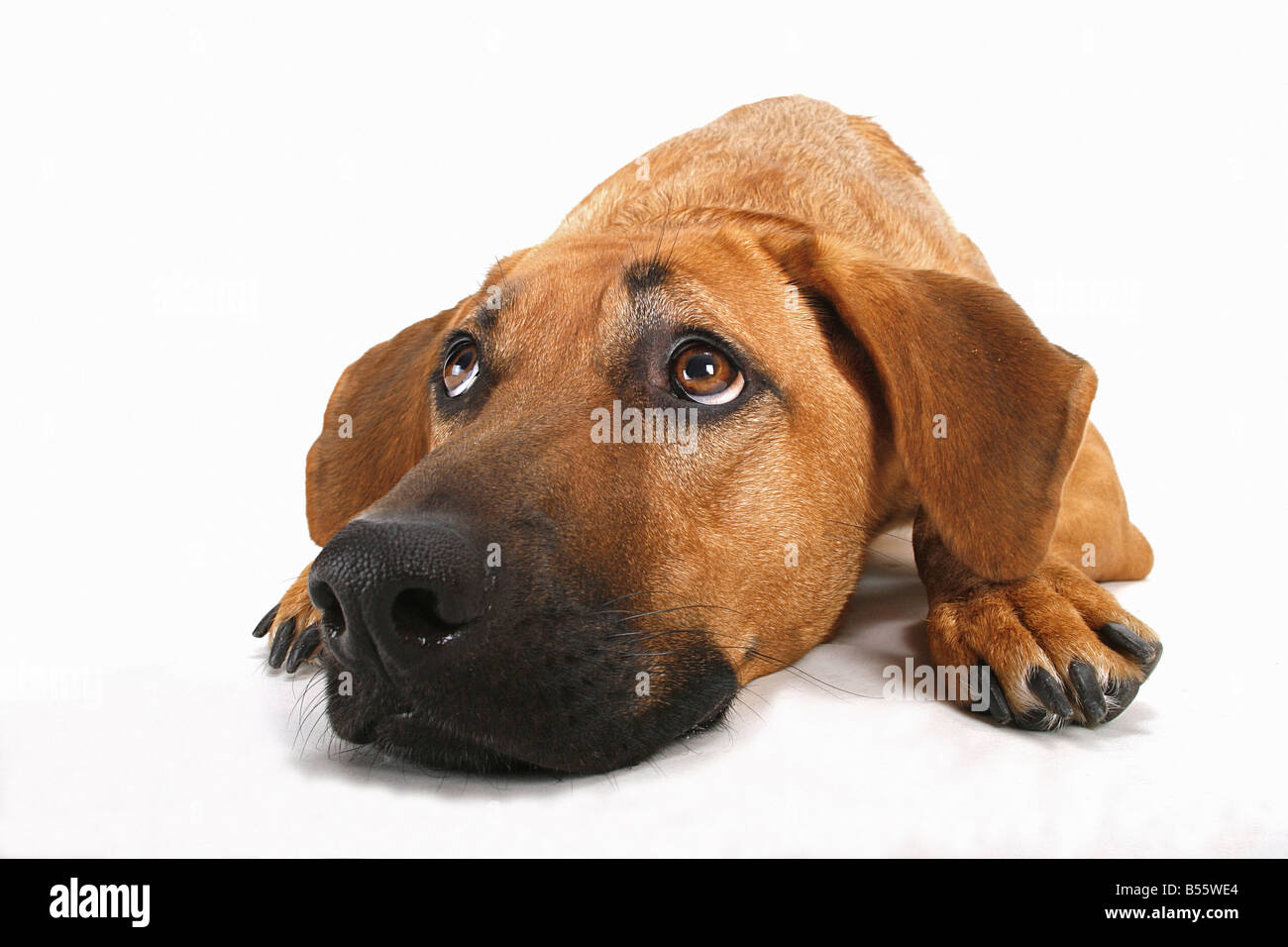 half breed dog - lying - cut out Stock Photo - Alamy