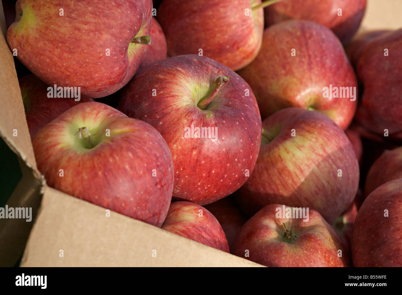 Red delicious apples in a box Stock Photo - Alamy