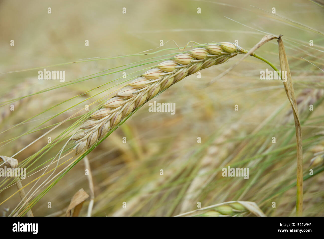 close-up of wheat head in a field Stock Photo - Alamy