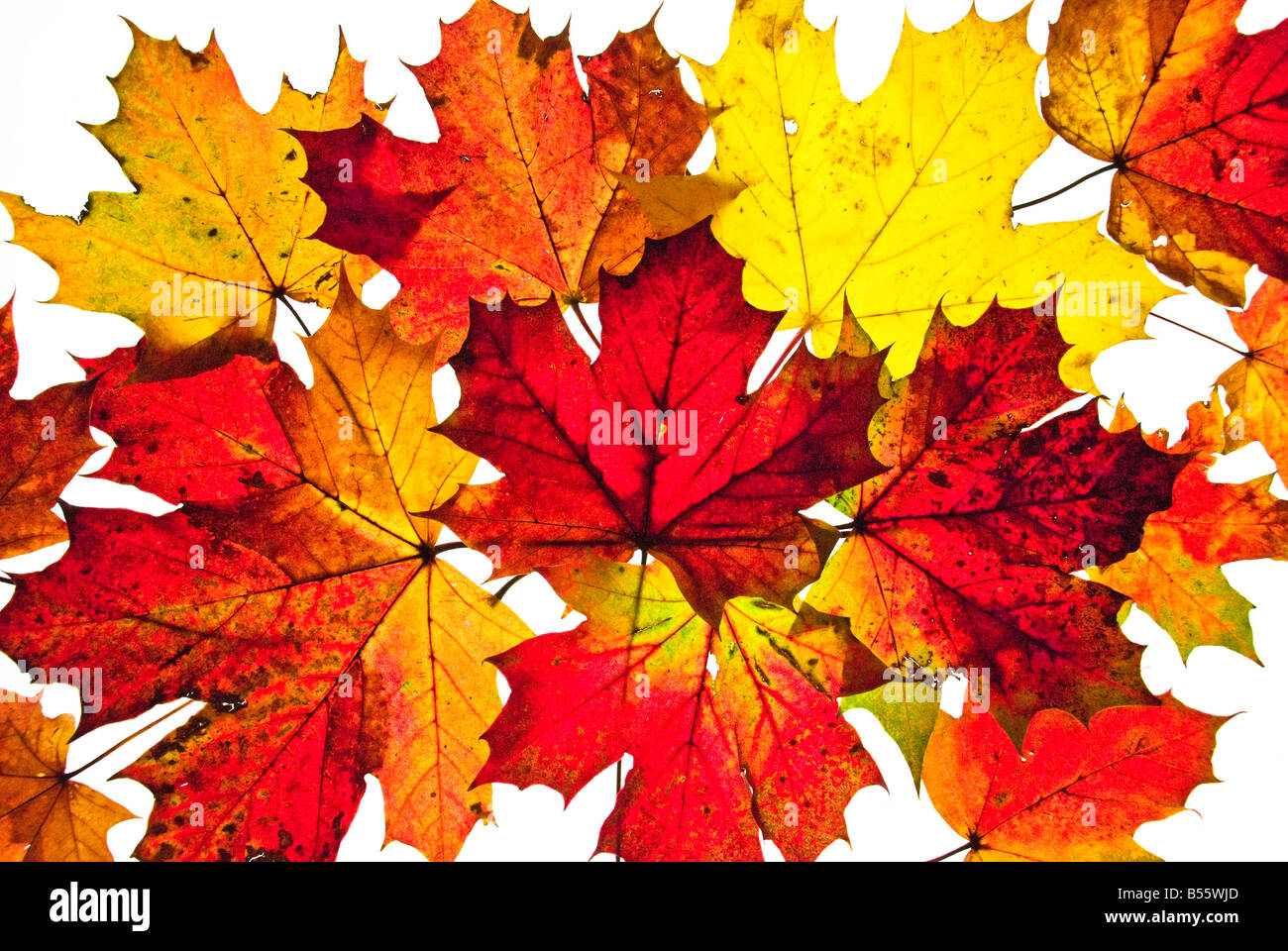 Autumn leaves on white background 11 Stock Photo - Alamy