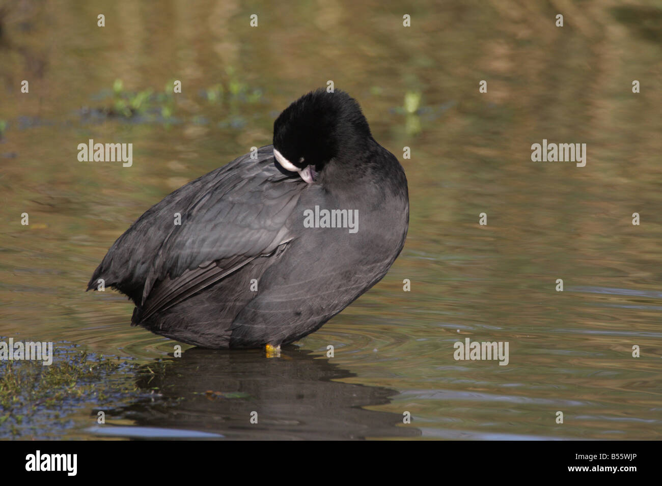 Coot fulica atra preening hi-res stock photography and images - Alamy