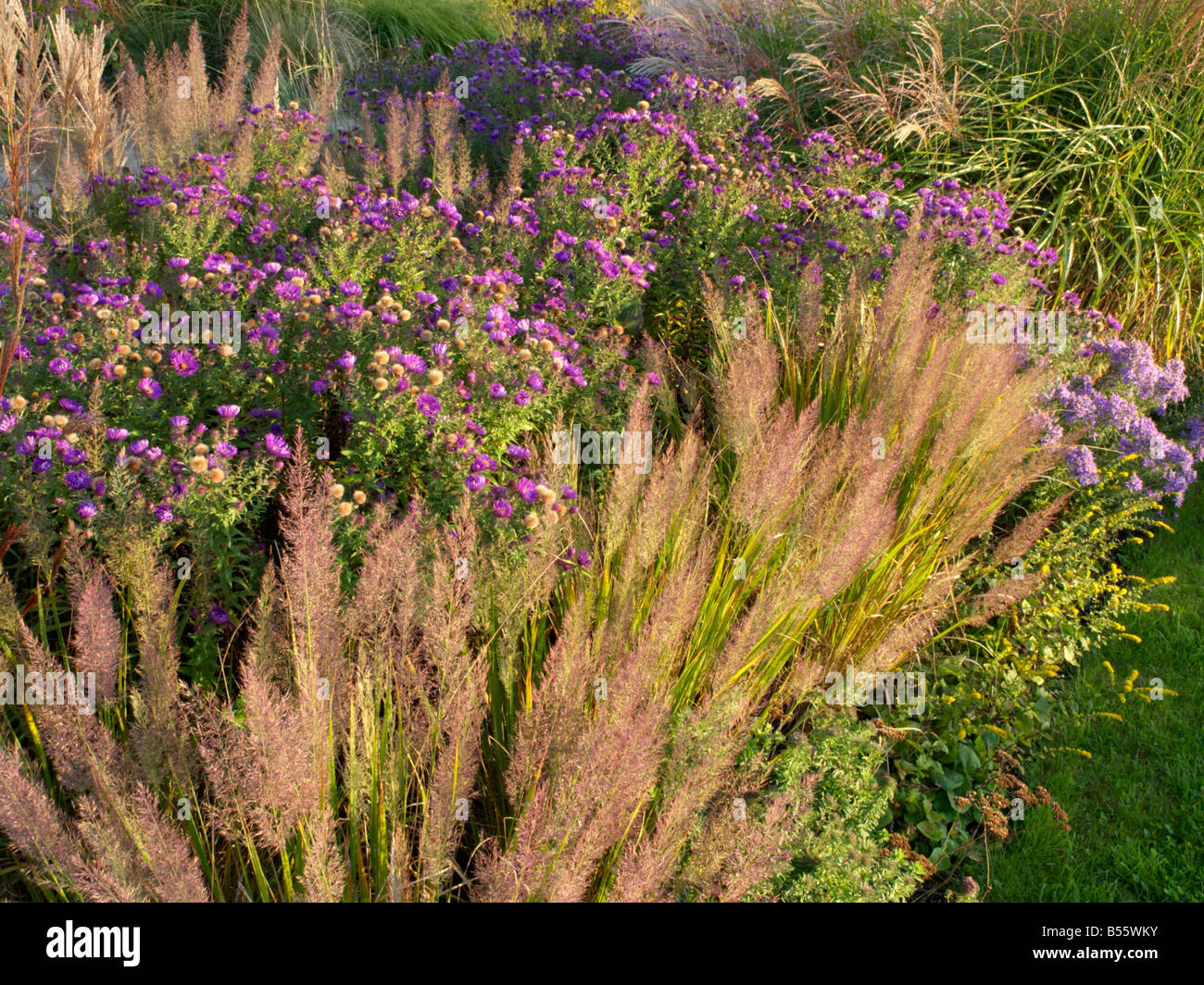 Feather reed grass (Calamagrostis arundinacea var. brachytricha syn ...