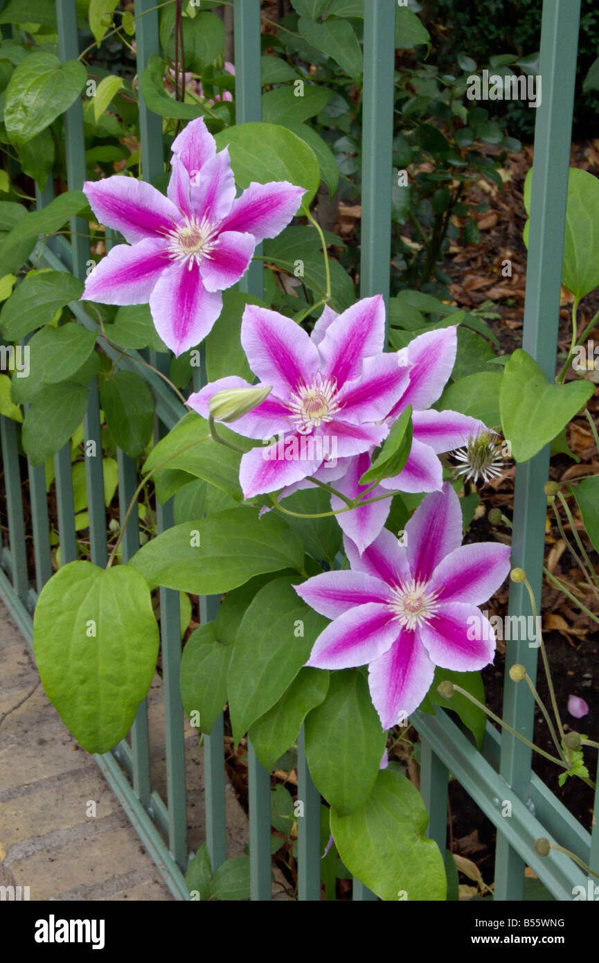 Climbing plants fence hi-res stock photography and images - Alamy