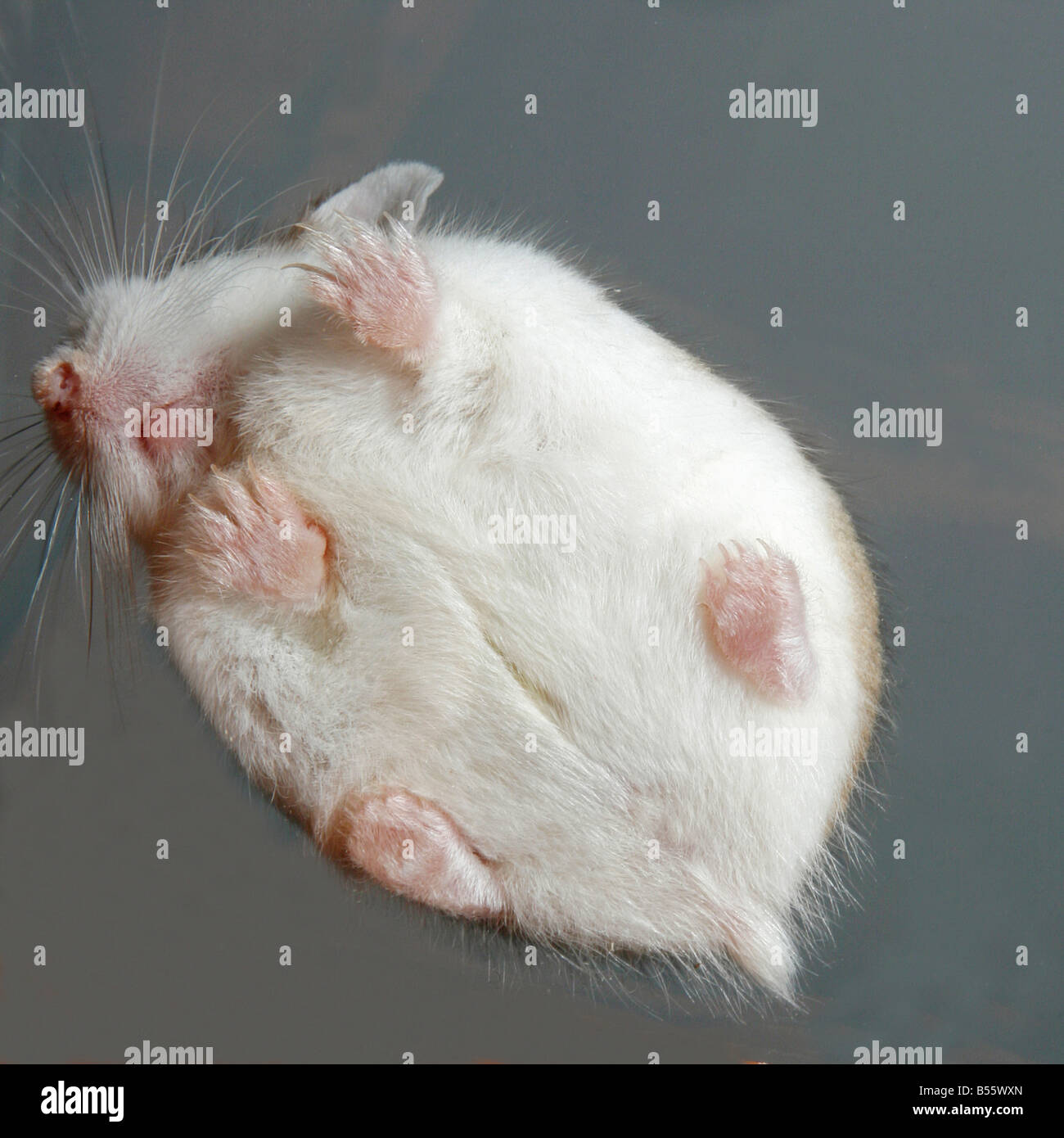 Dzhungarian Dwarf Hamster - bottom view / Phodopus sungorus Stock Photo ...