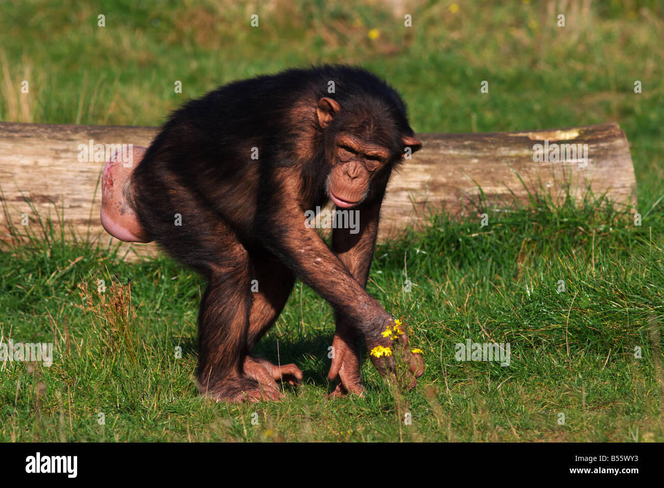 chimpanzee standing in front of a fallen tree Stock Photo - Alamy