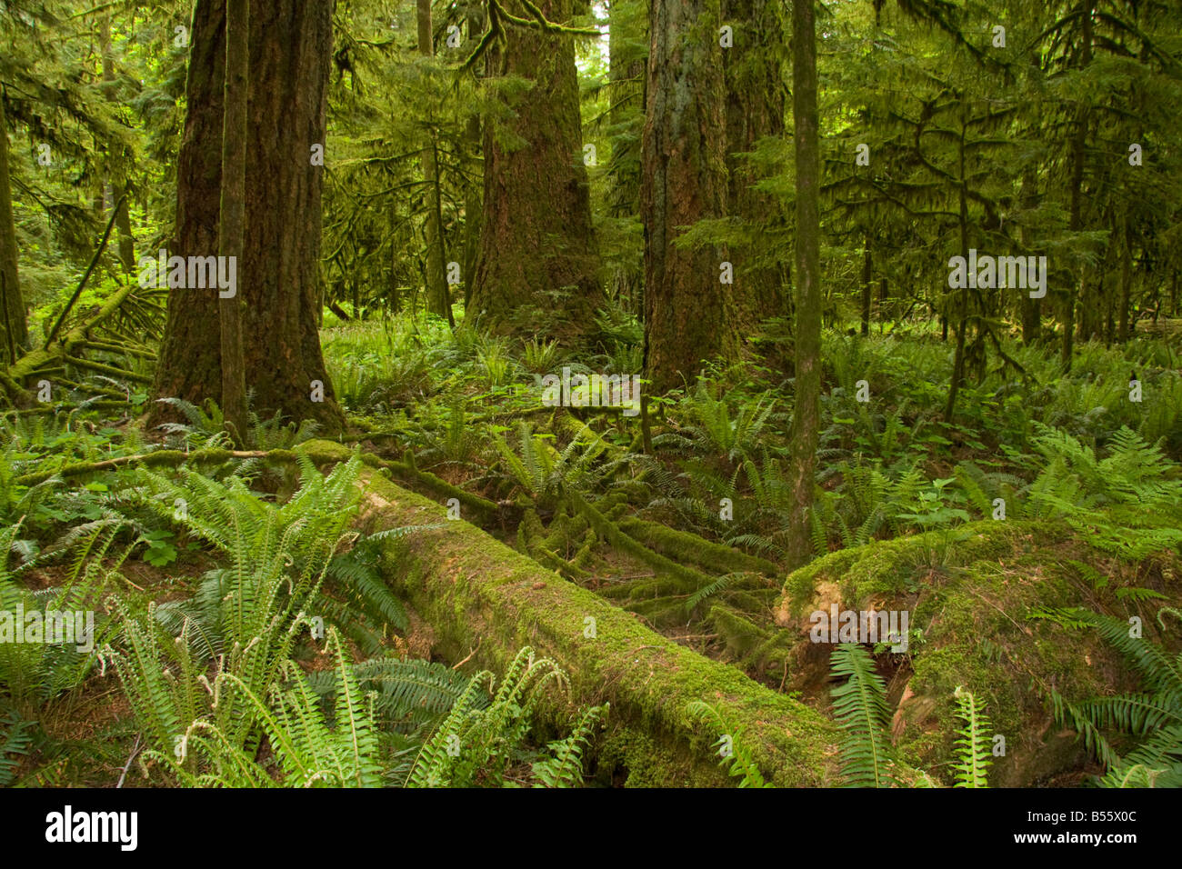 Cathedral Grove - Vancouver Island, British Columbia, Canada Stock ...