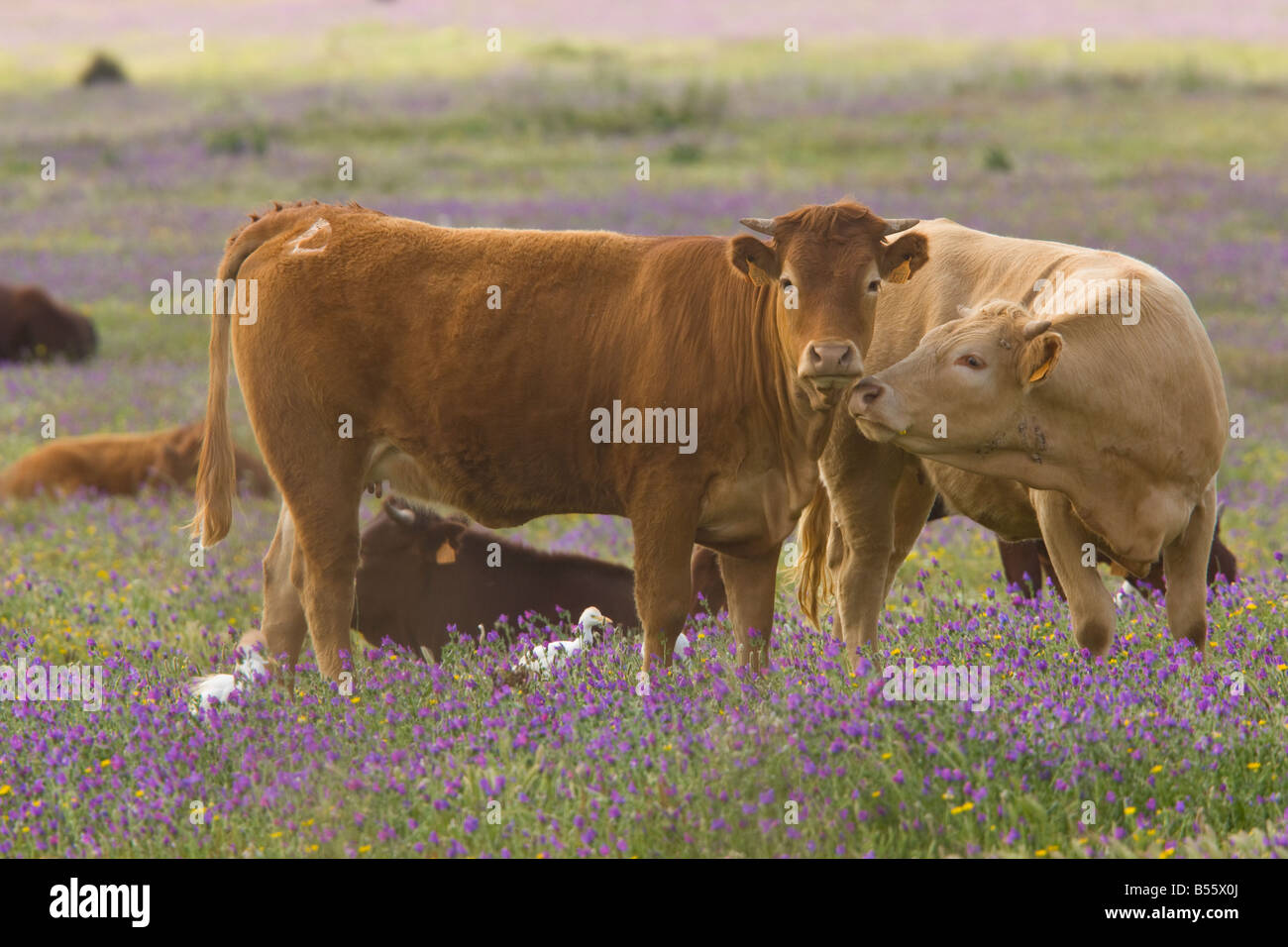Cow symbiosis bird hi-res stock photography and images - Alamy