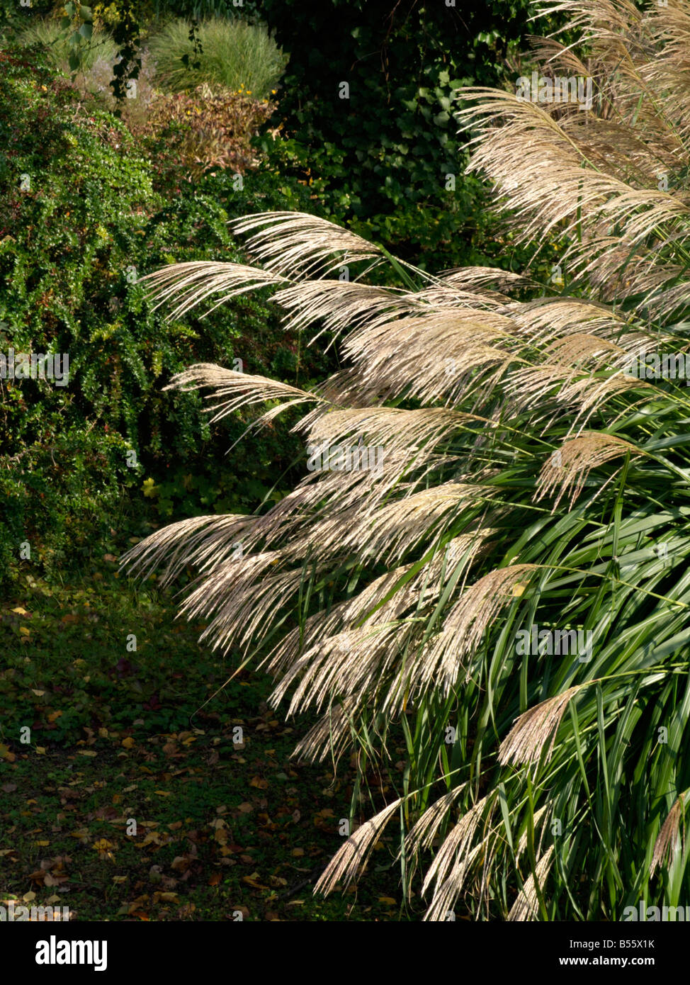 Chinese silver grass (Miscanthus sinensis 'Silberfeder' Stock Photo - Alamy