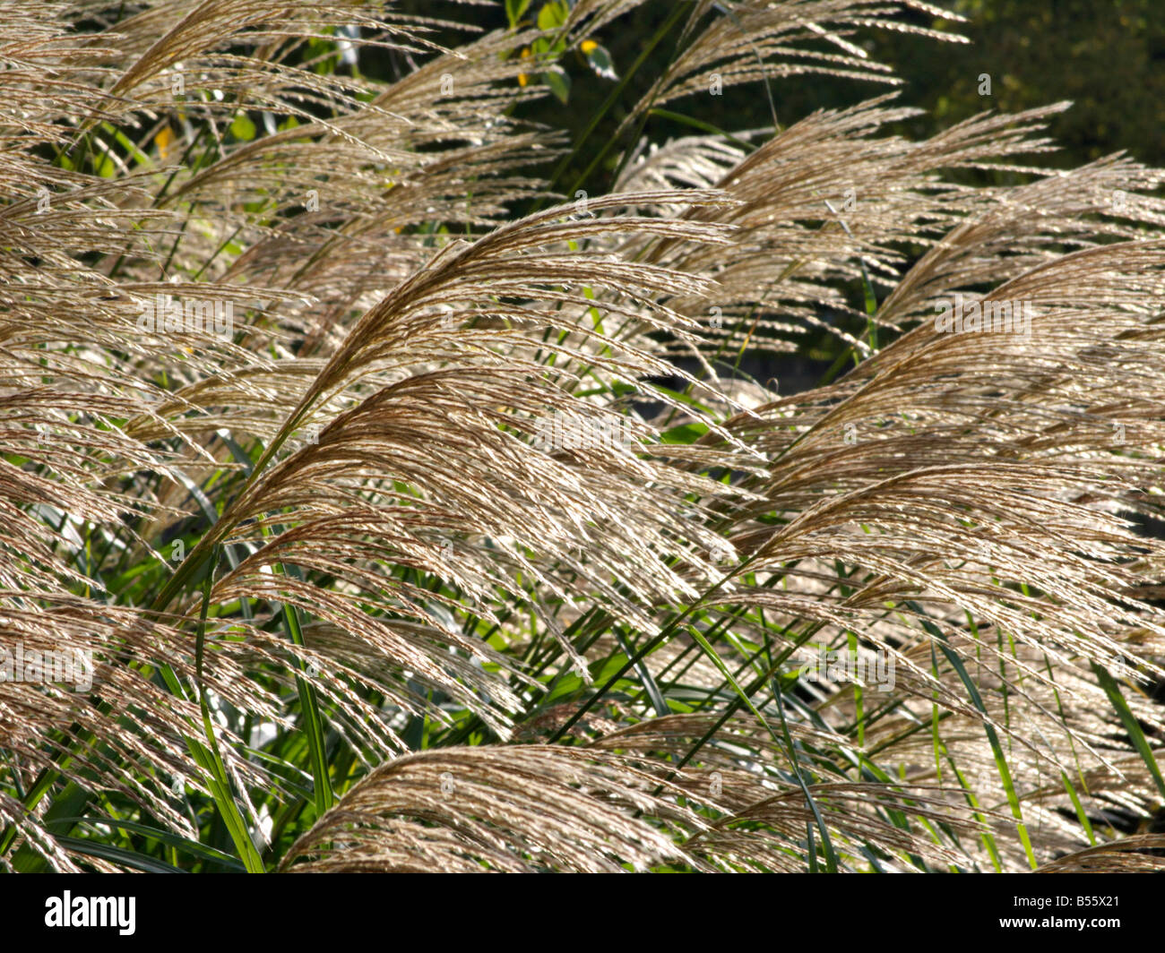 Chinese silver grass (Miscanthus sinensis 'Silberfeder' Stock Photo ...
