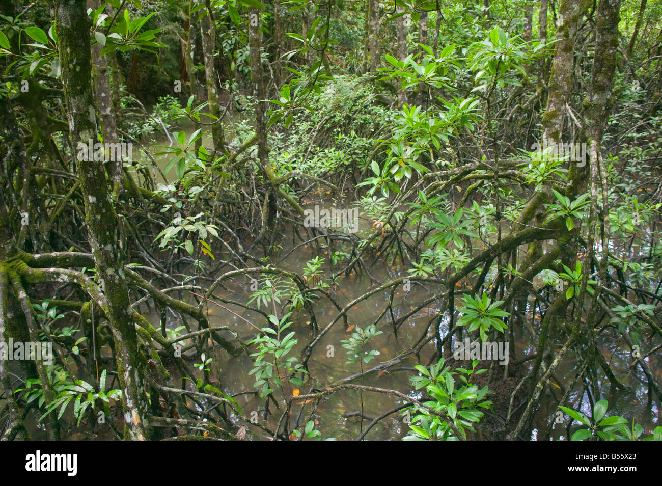 Mangroves in Similajau National Park nr Bintulu Sarawak Malaysia Stock ...