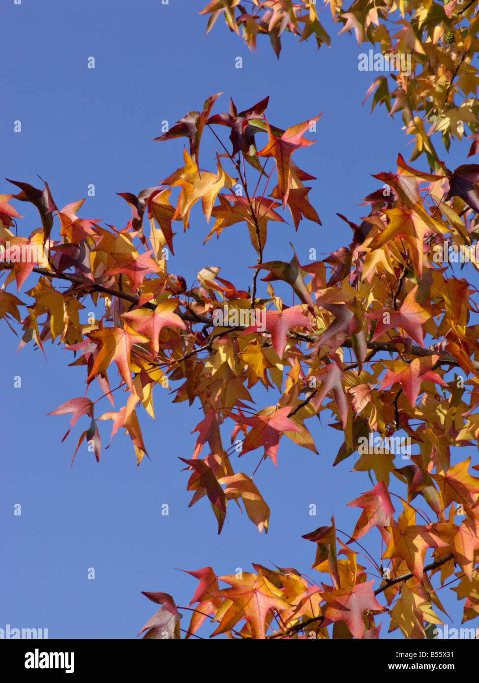 Liquidambar styraciflua autumn hi-res stock photography and images - Alamy