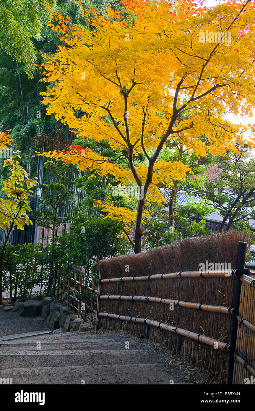 Japan tree ginko biloba Stock Photo - Alamy