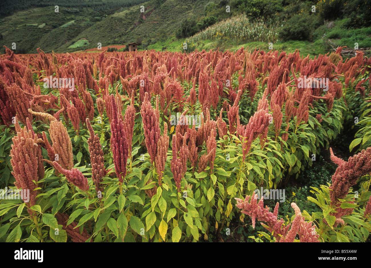 Field of Amaranth plants (Amaranthus genus ), Sacred Valley, Peru Stock ...