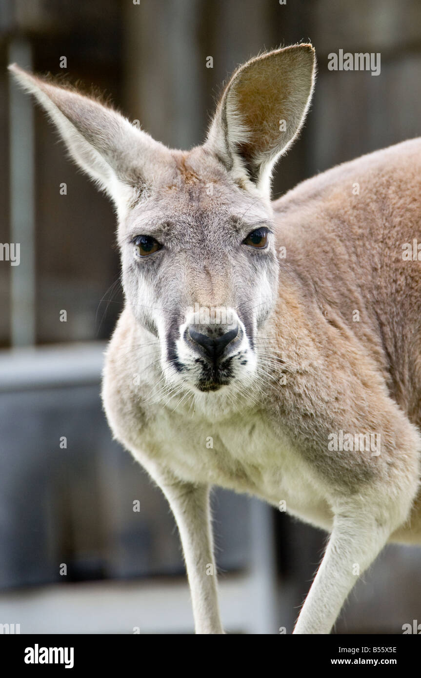 Kangaroo looking directly at the camera Stock Photo - Alamy