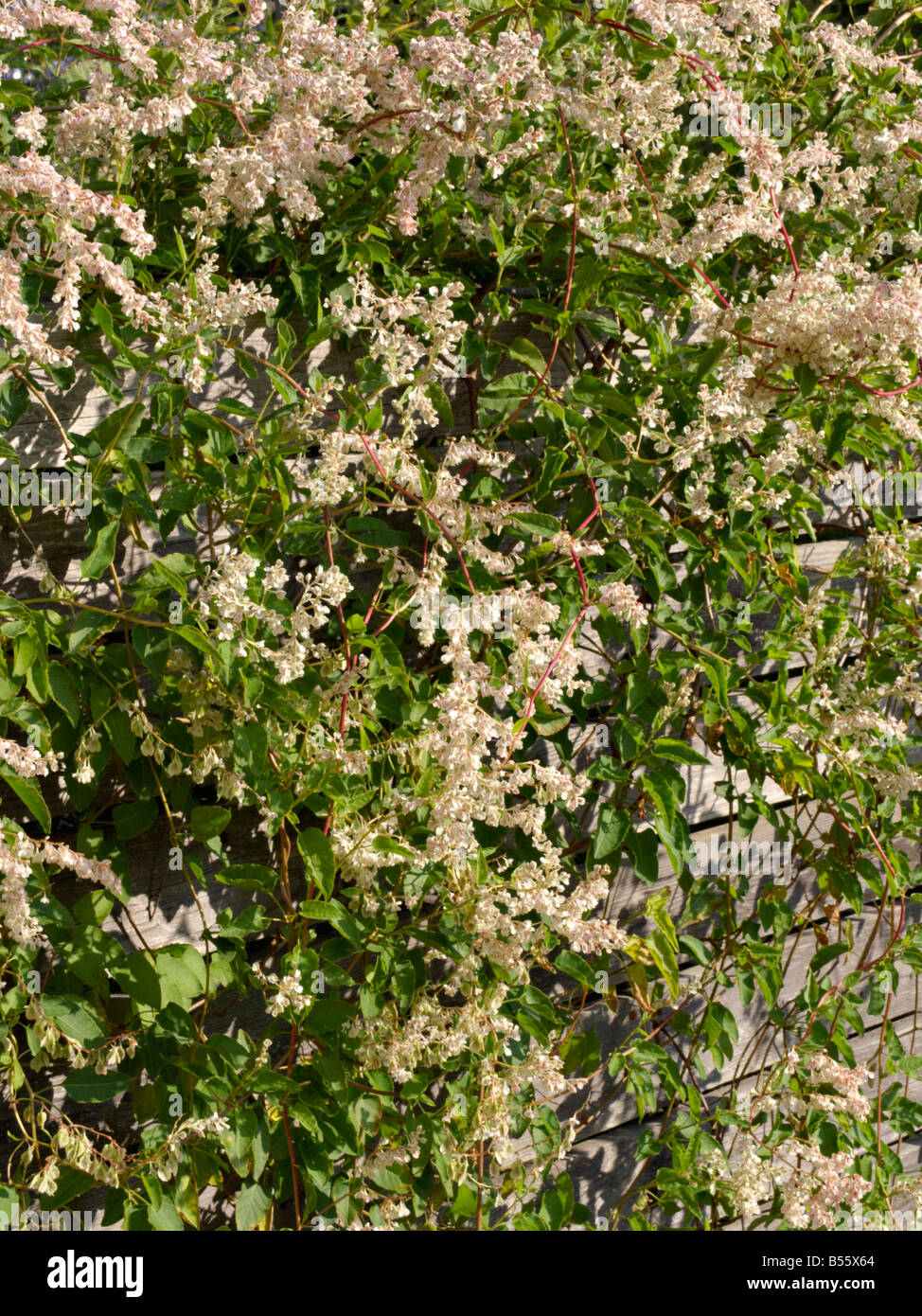 Russian vine (Fallopia aubertii syn. Polygonum aubertii Stock Photo - Alamy
