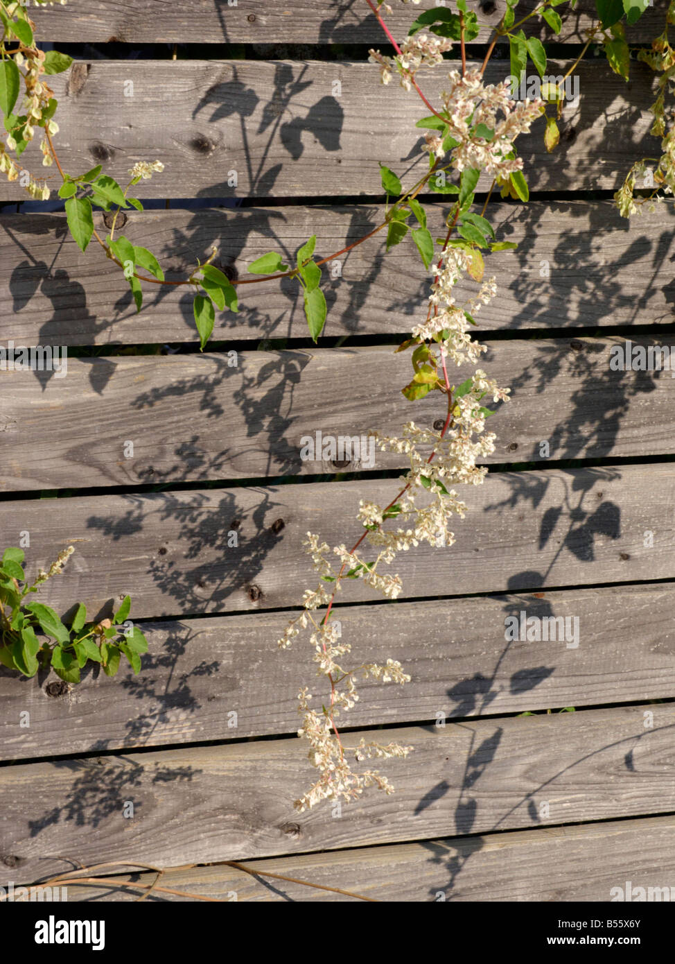 Russian vine hi-res stock photography and images - Alamy