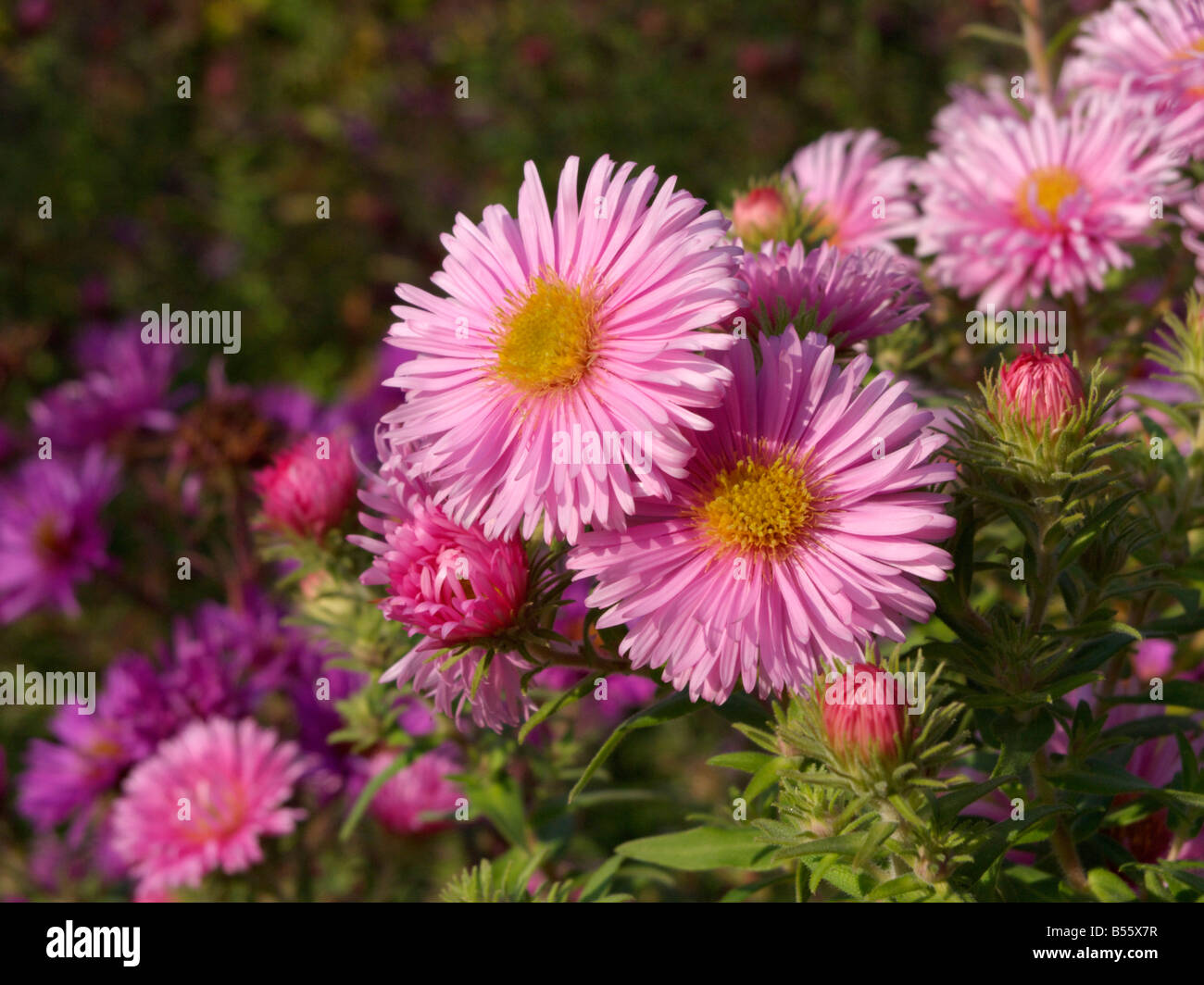 New England aster (Aster novae-angliae 'Rosa Sieger' Stock Photo - Alamy