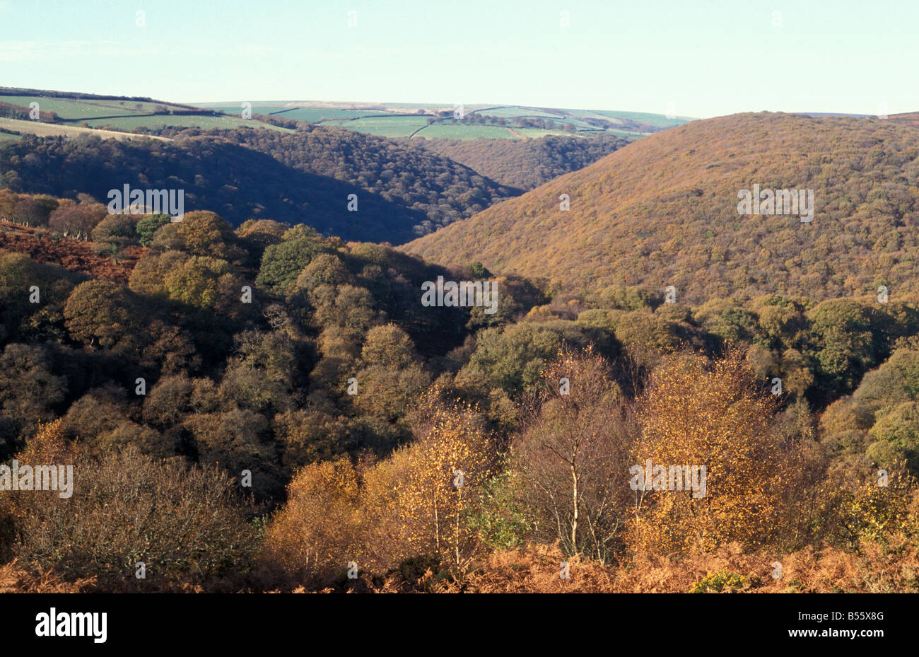 Autumn in Horner Woods Exmoor National park west Somerset Stock Photo ...