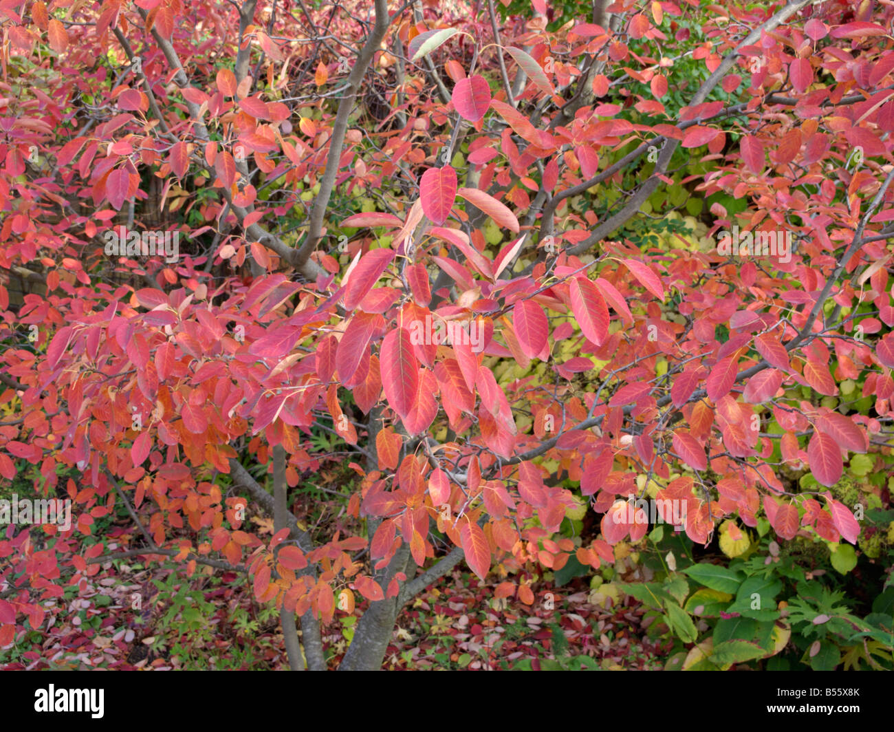 Allegheny service berry (Amelanchier laevis Stock Photo - Alamy